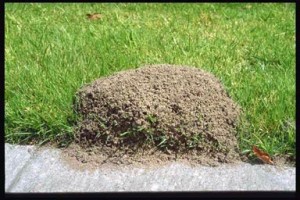 Stomping out fire ants - Information Central