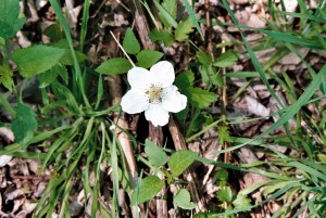 Blackberry or Dewberry - Information Central