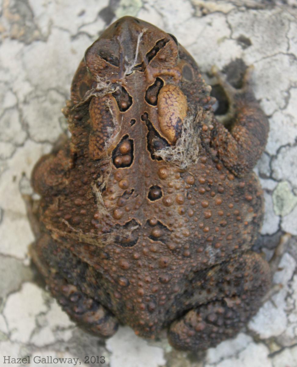 Attracting Toads to Your Garden - Information Central