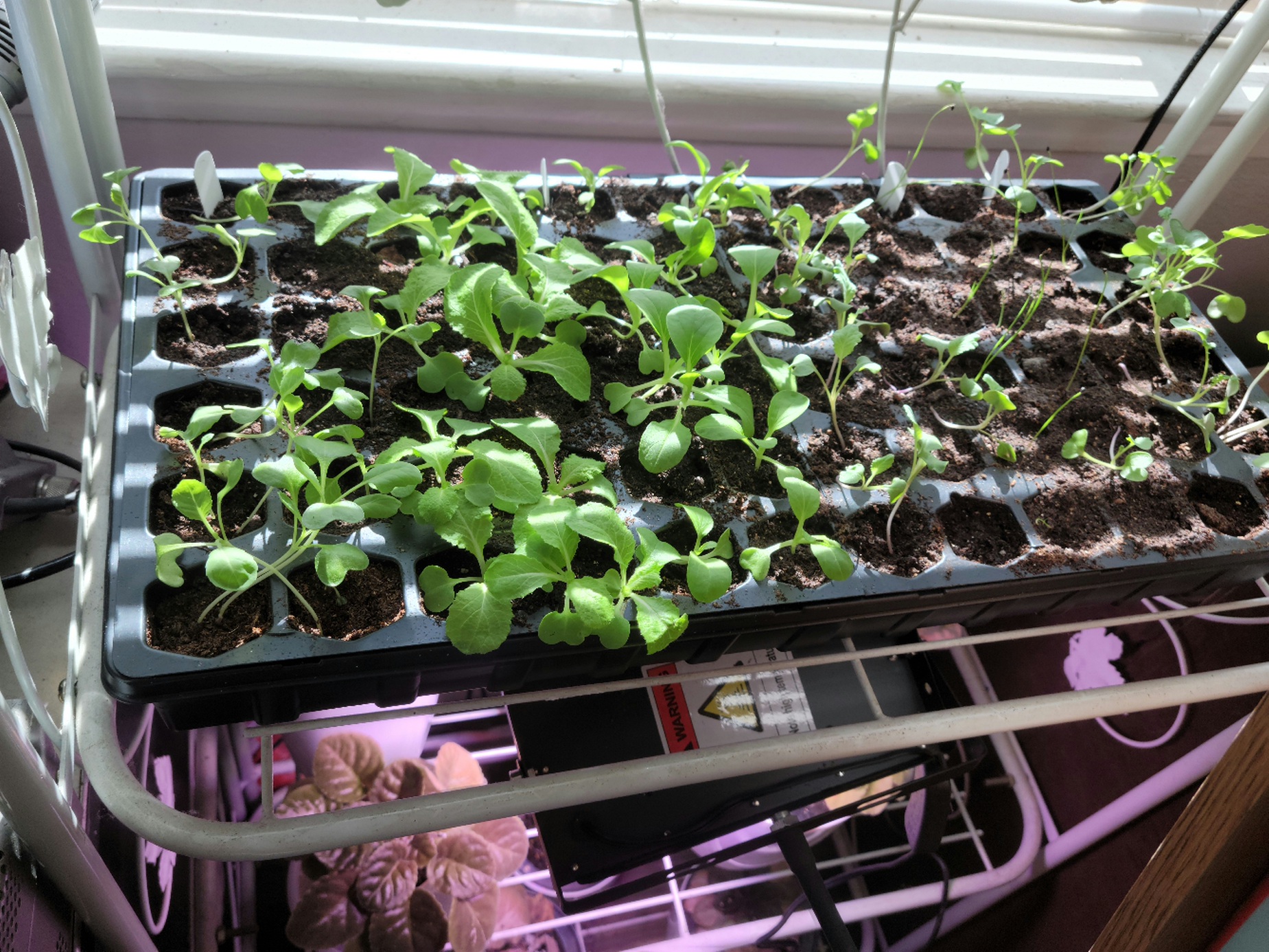 How to Transplant Vegetable Plants - Information Central