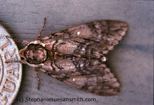 Identifying Bugs You Find - Information Central