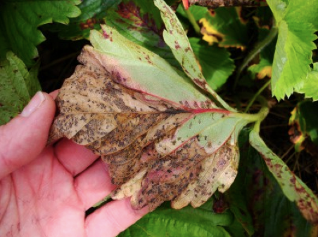 Plant Diseases In Vegetables - Information Central