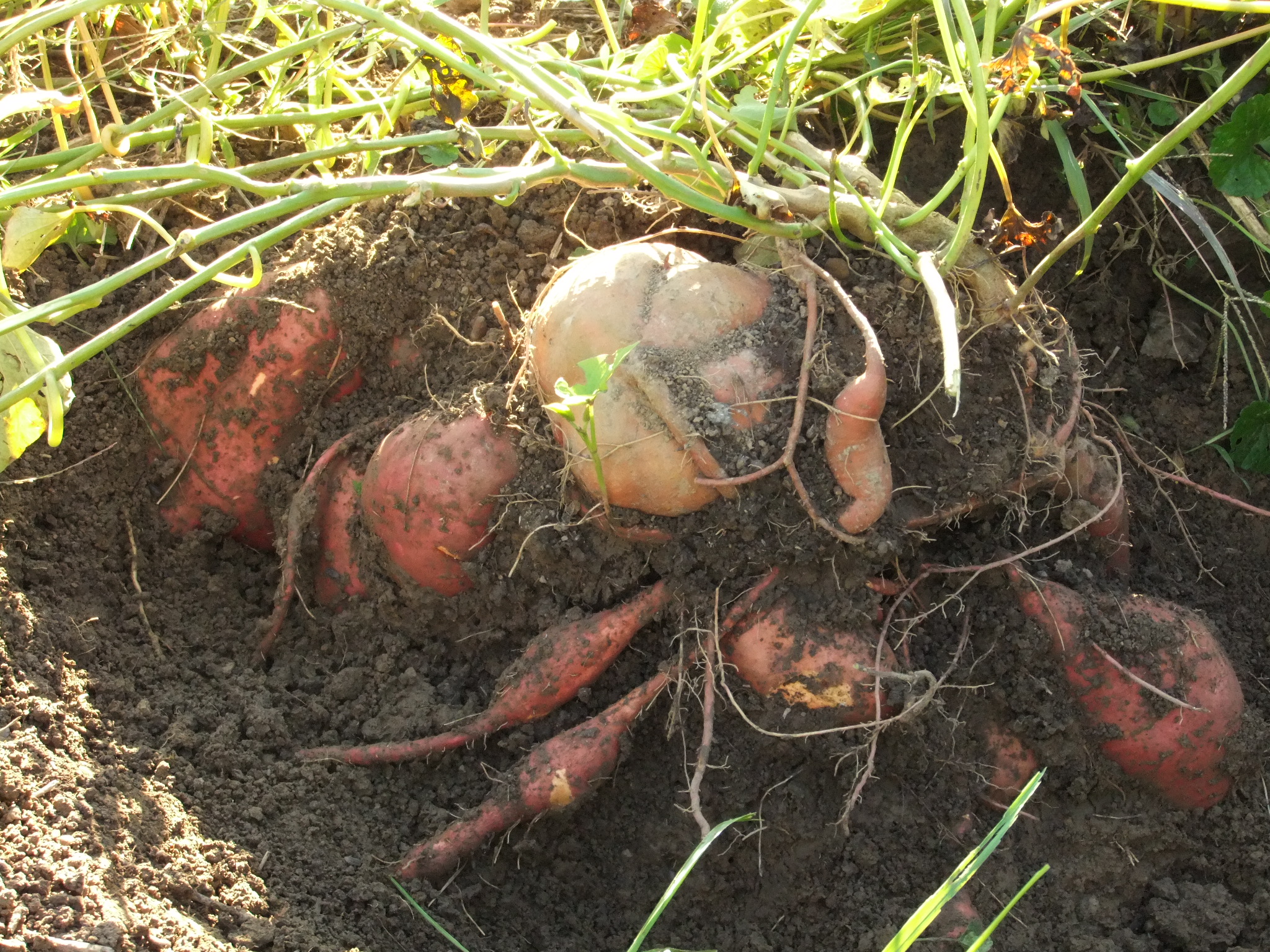 Growing Sweet Potatoes - Information Central