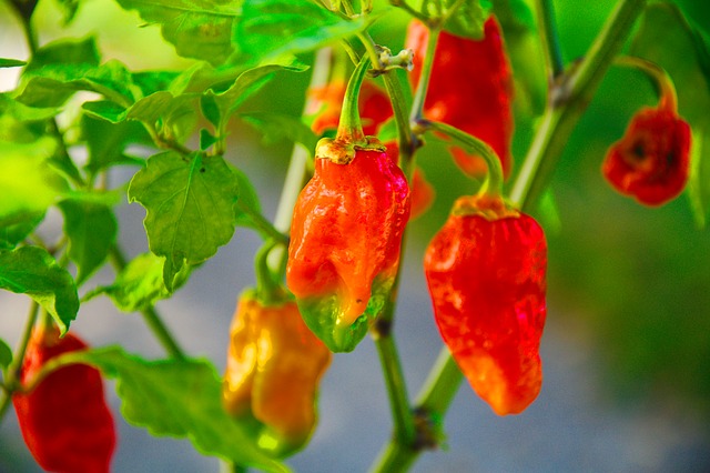 What makes a hot pepper hot? - Information Central