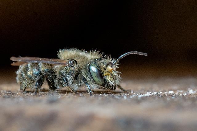 Mason Bees Pollinate - Information Central